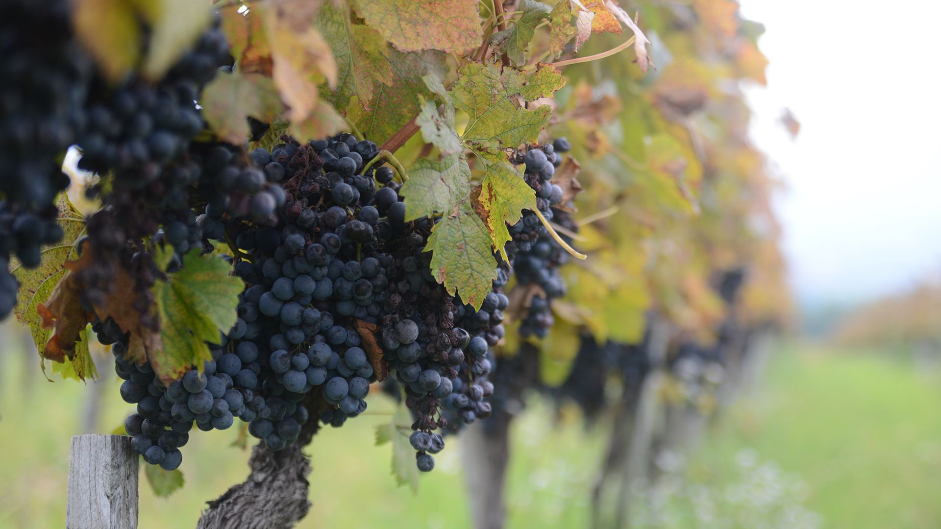 Merlot and chocolate - perfect pairing - Aguara Chocolate